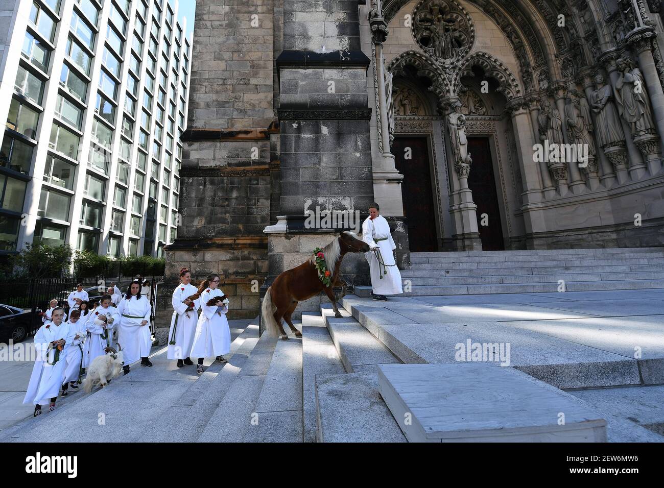A procession of animals follow a pony as he is led up the steps of the ...