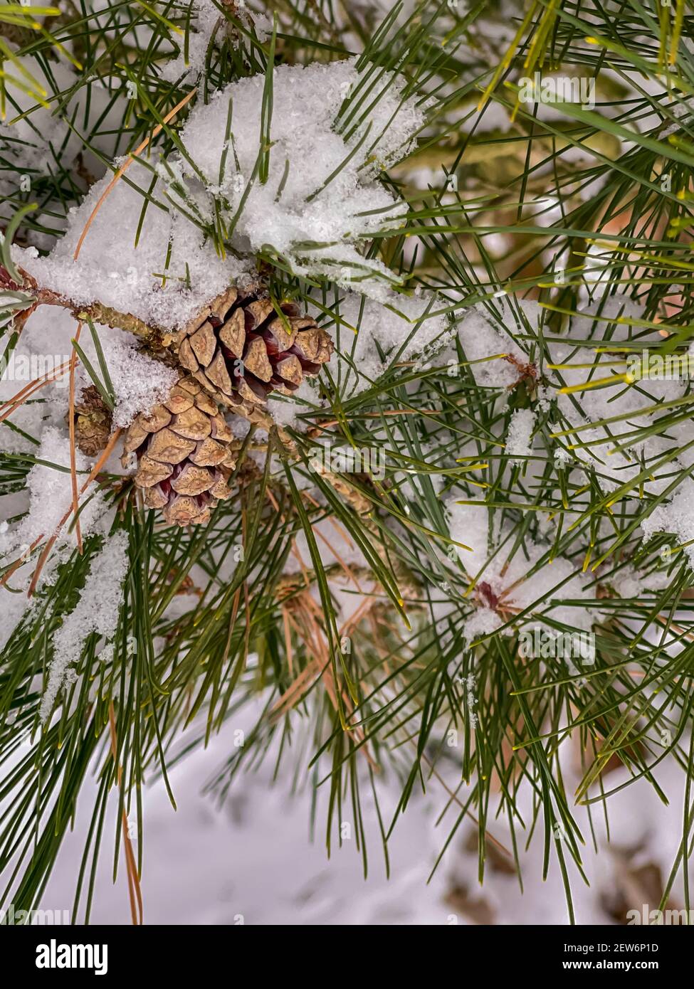 Winter background with snowcovered coniferous tree branch and pine ...