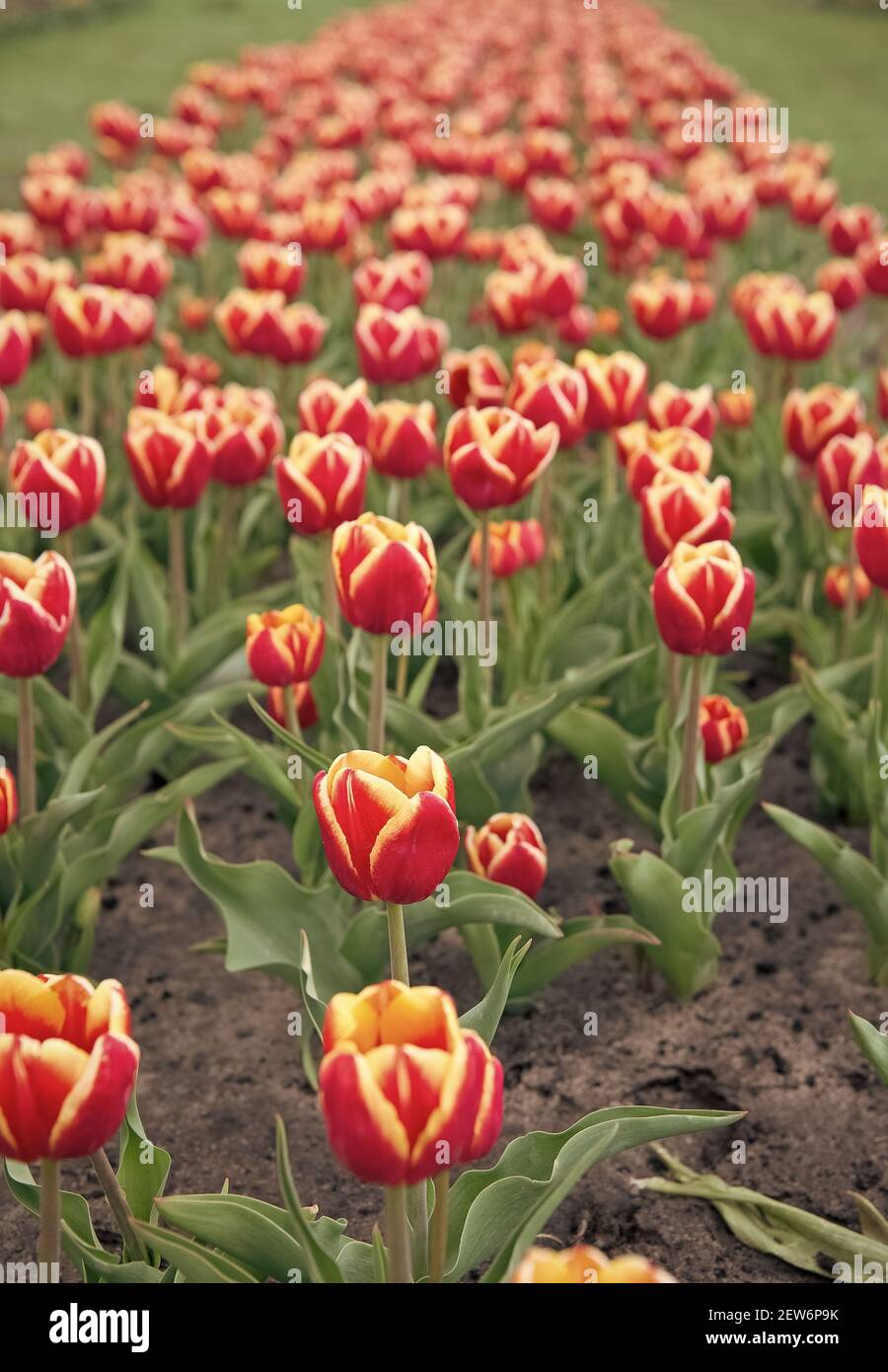 field with tulips in netherlands. tulip field with various type and ...