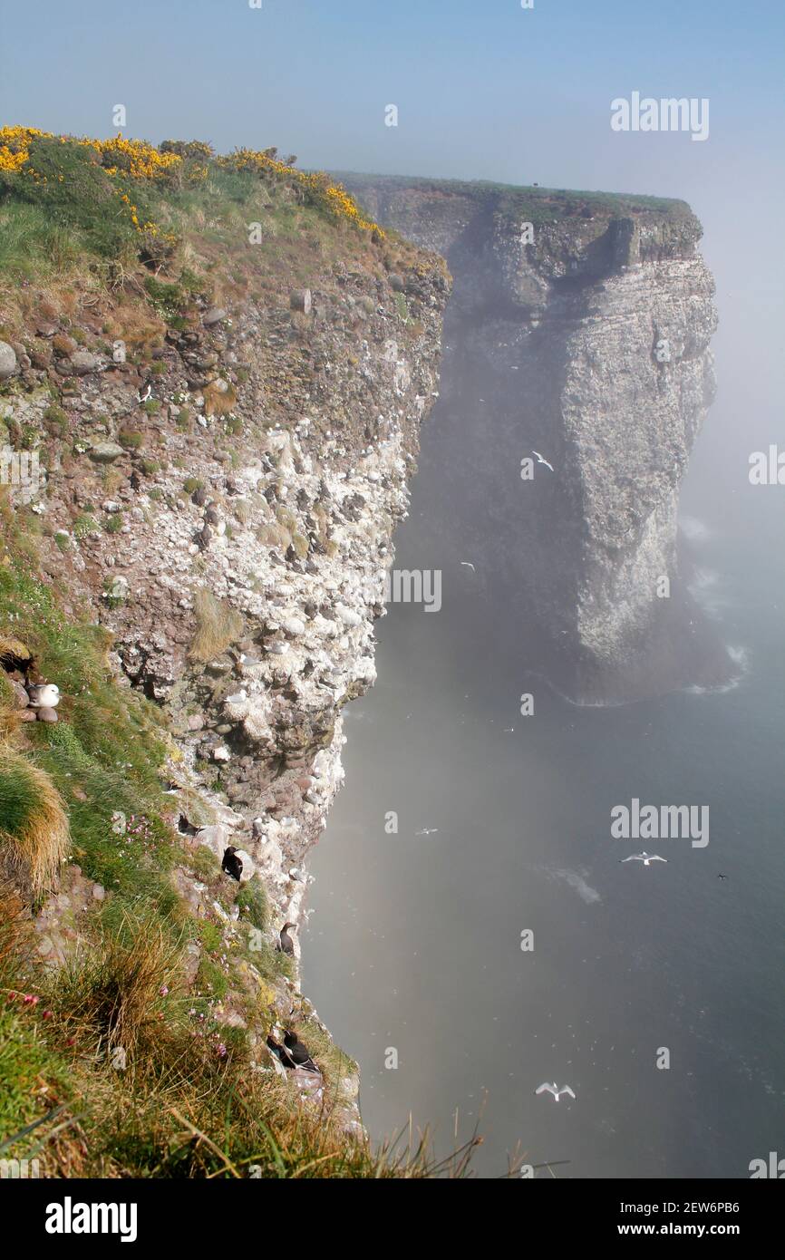 Kittiwakes and guillemots hi-res stock photography and images - Alamy