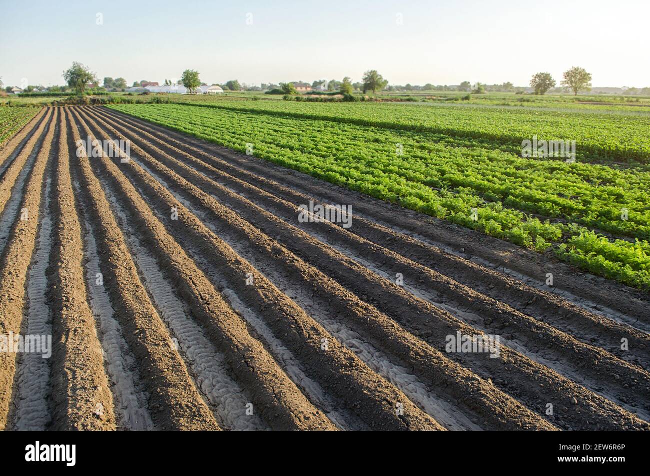Potato field ridges hi-res stock photography and images - Alamy