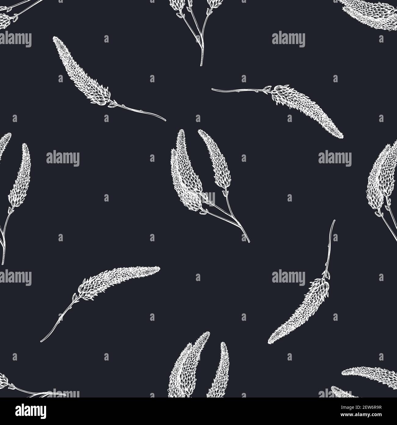 Veronica chamaedrys illustration Stock Vector Images - Alamy