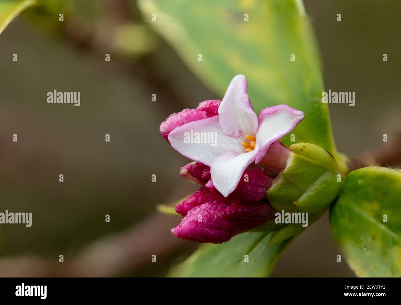 Macro shot of perfume princess Daphne flowers in bloom Stock Photo - Alamy