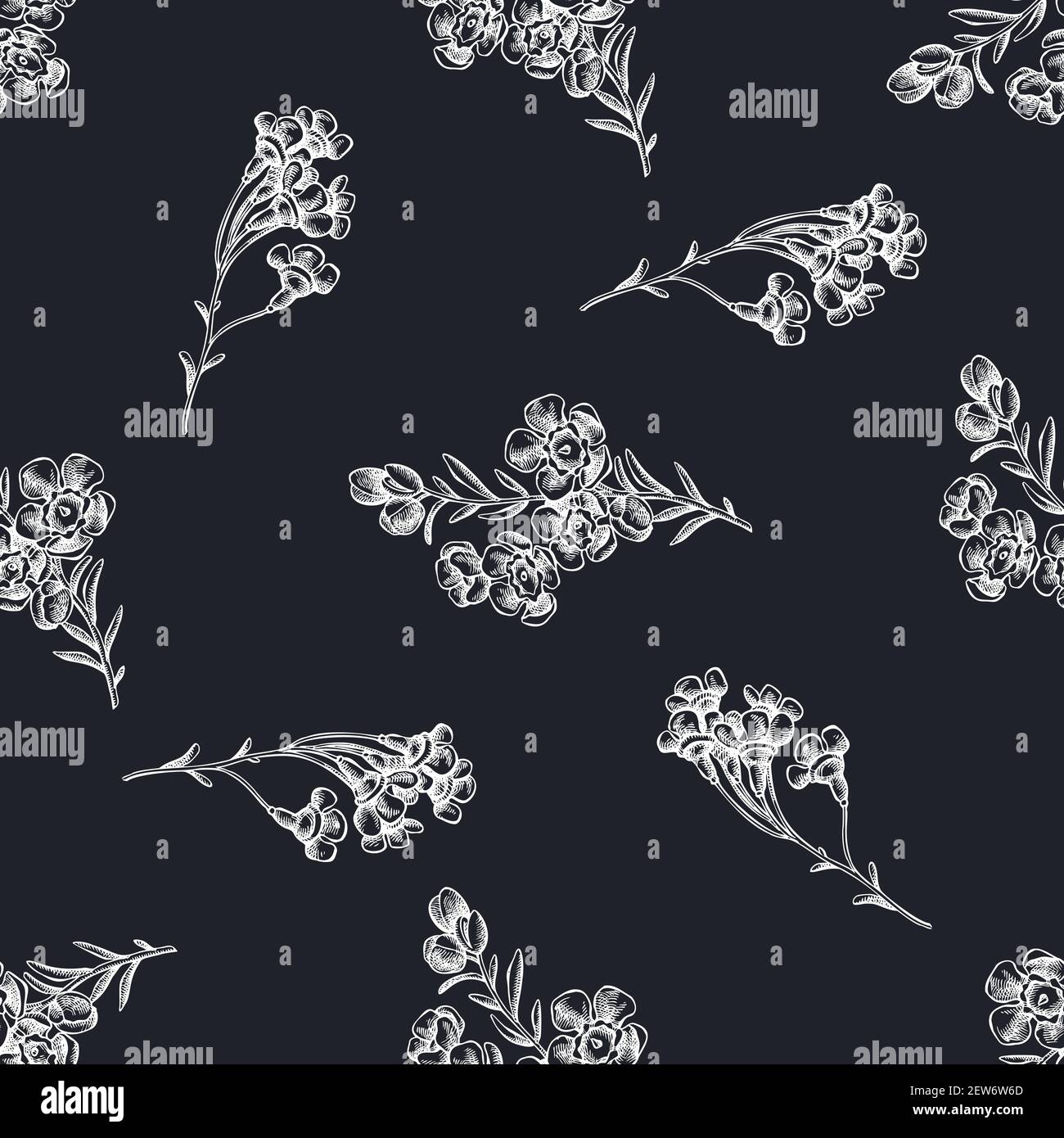 Waxflower illustration Stock Vector Images - Alamy