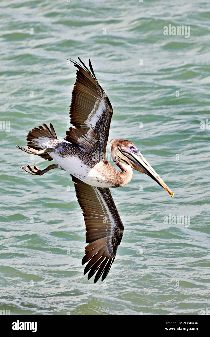 Pelican in Flight Stock Photo - Alamy