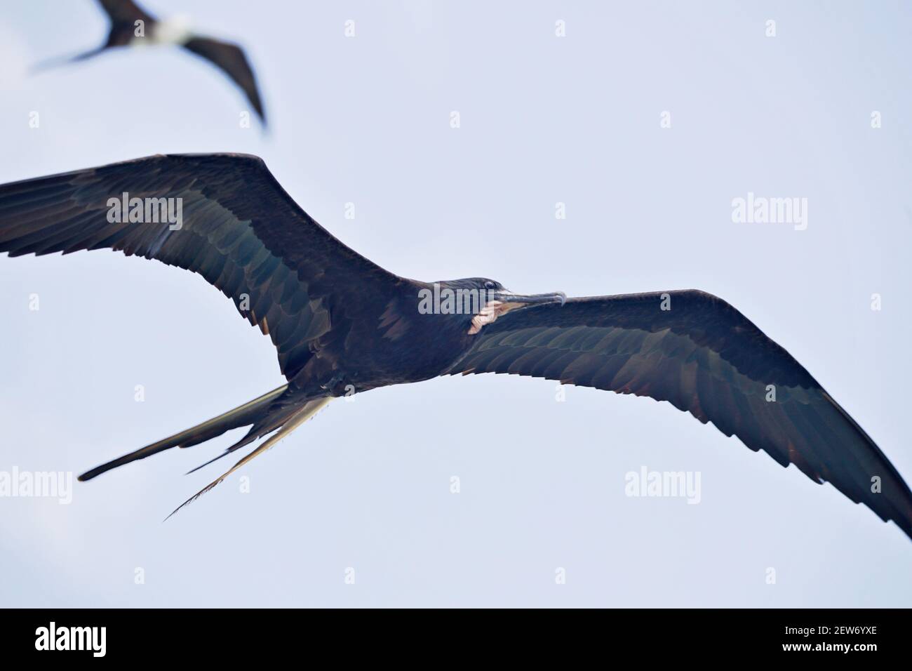 frigate bird in flight Stock Photo - Alamy