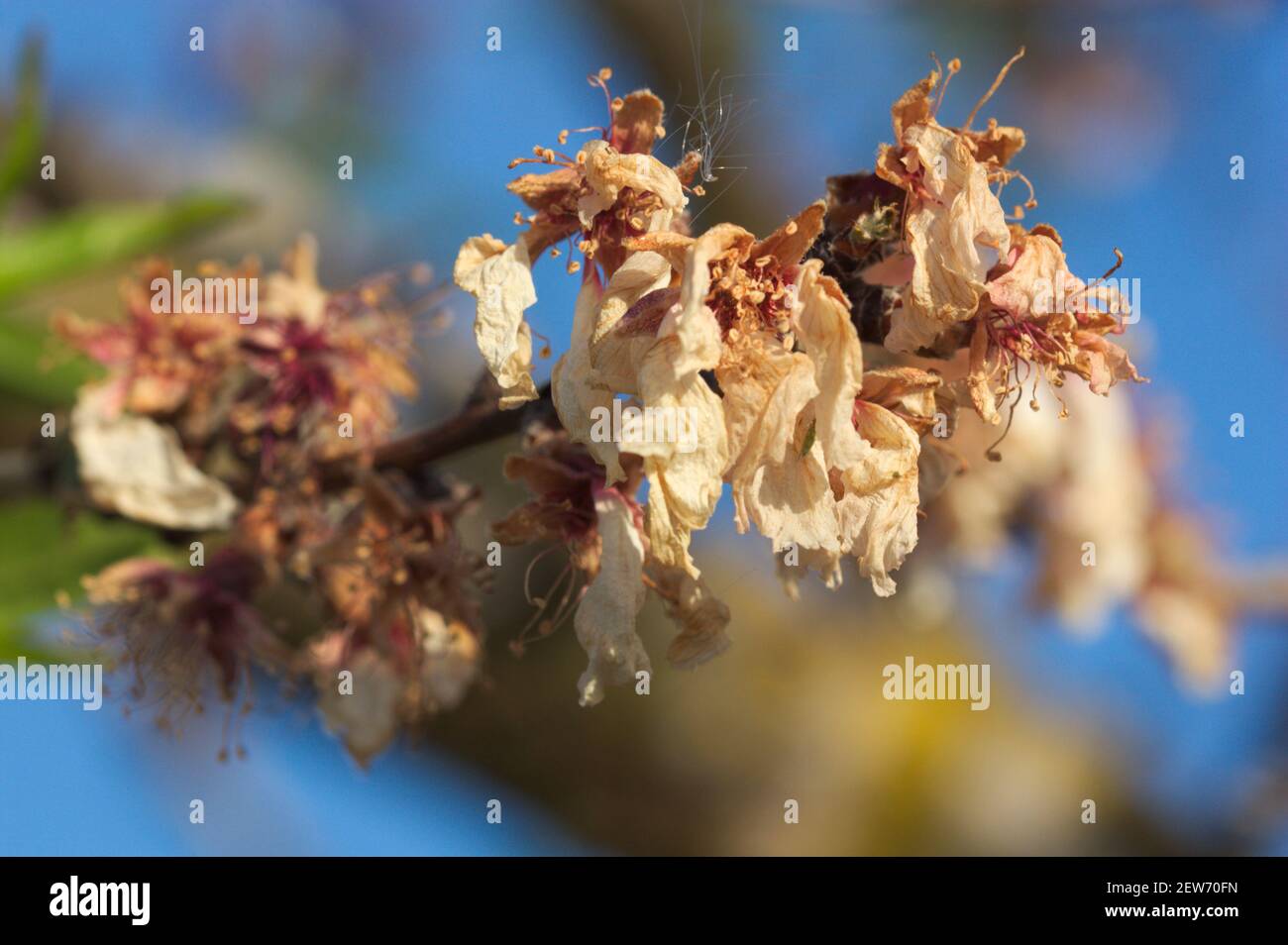 Withered flowers on sunny hi-res stock photography and images - Alamy