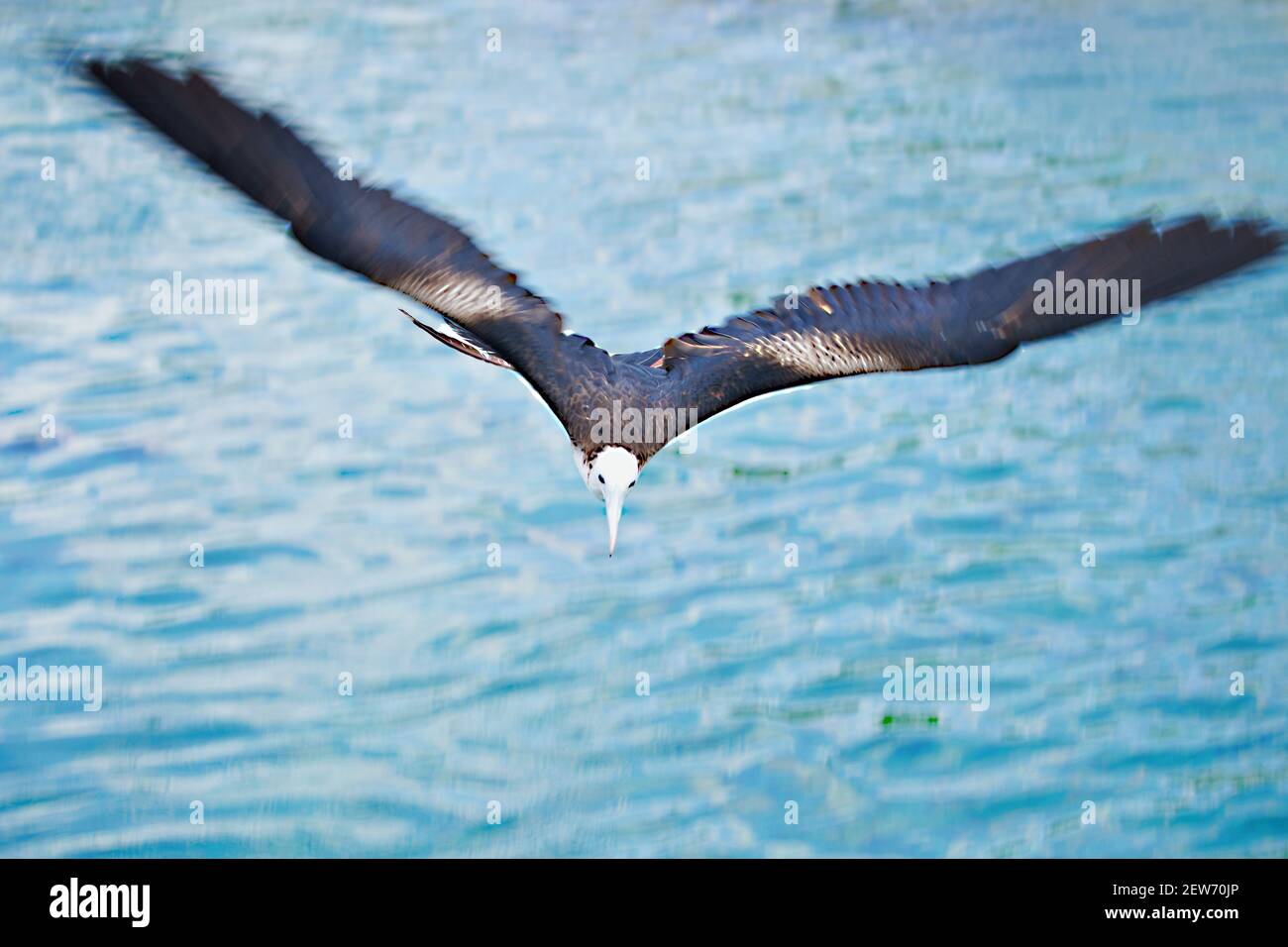 frigate bird in flight Stock Photo - Alamy