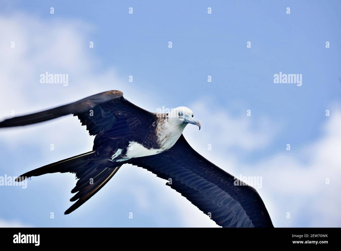 frigate bird in flight Stock Photo - Alamy