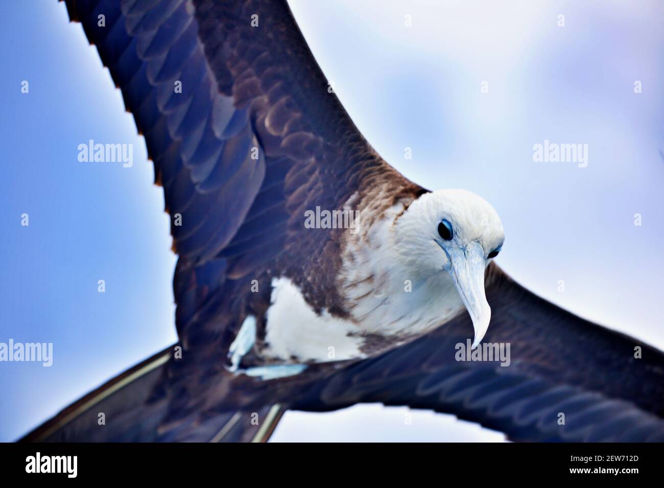 frigate bird in flight Stock Photo - Alamy