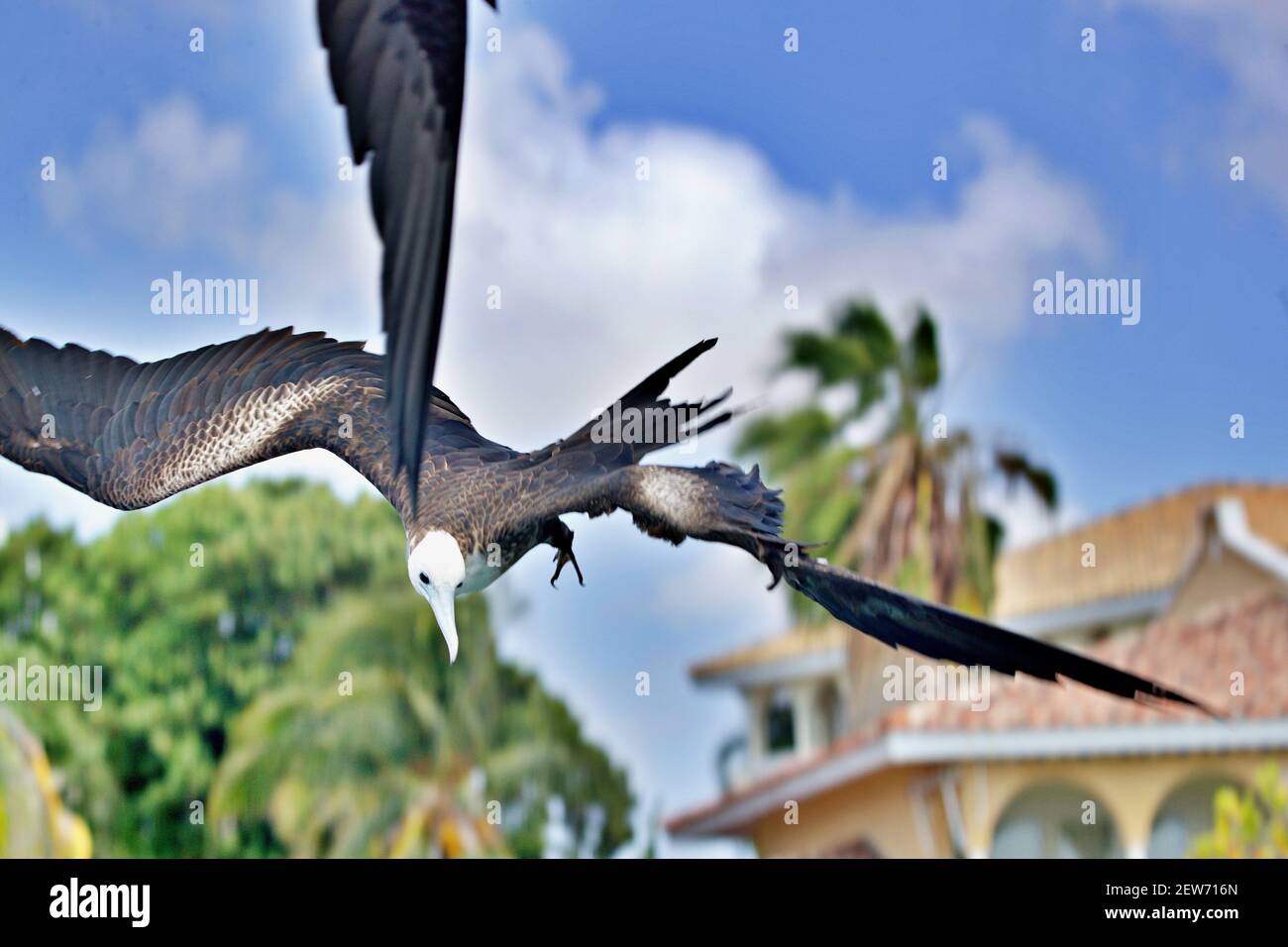 frigate bird in flight Stock Photo - Alamy