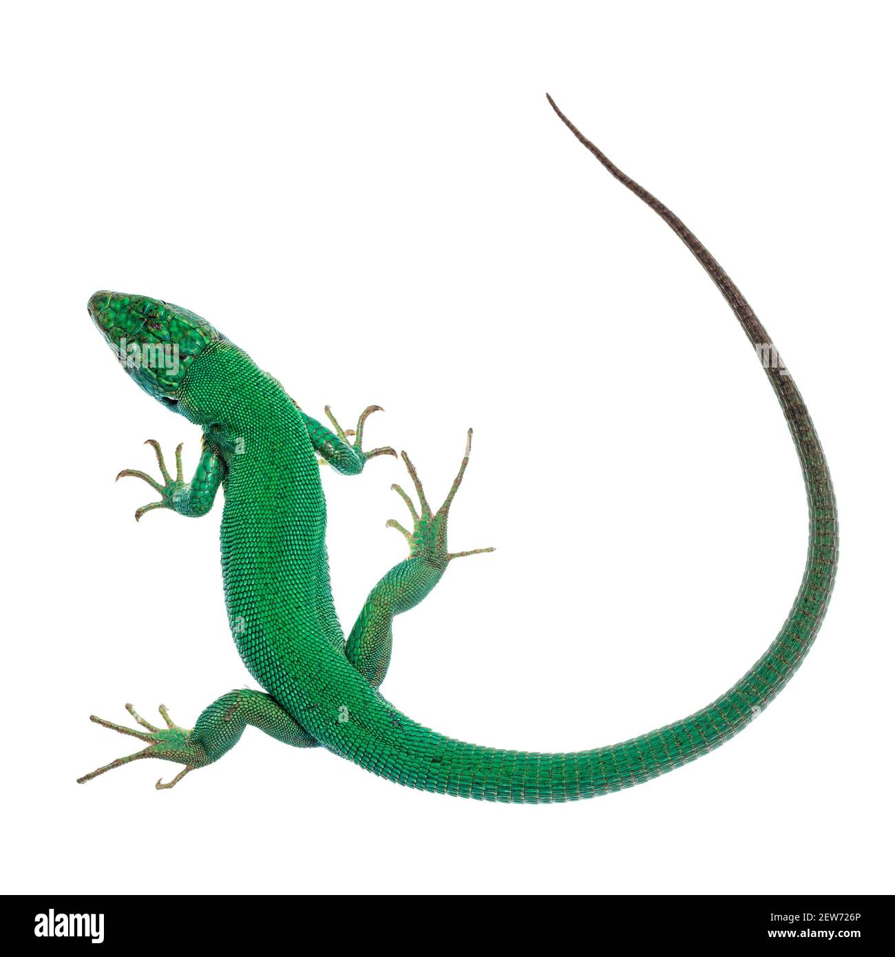 Top view of Western Green Lizard aka Lacerta bilineata. Isolated on ...