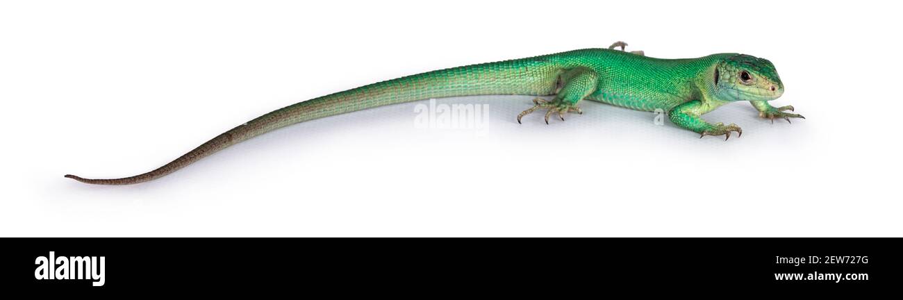 Side view of Western Green Lizard aka Lacerta bilineata. Isolated on ...