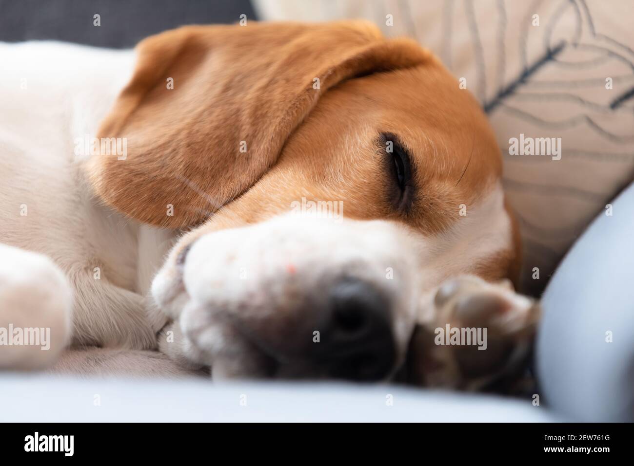 Beagle dog tired sleeps on a cozy sofa, couch, blanket Stock Photo - Alamy