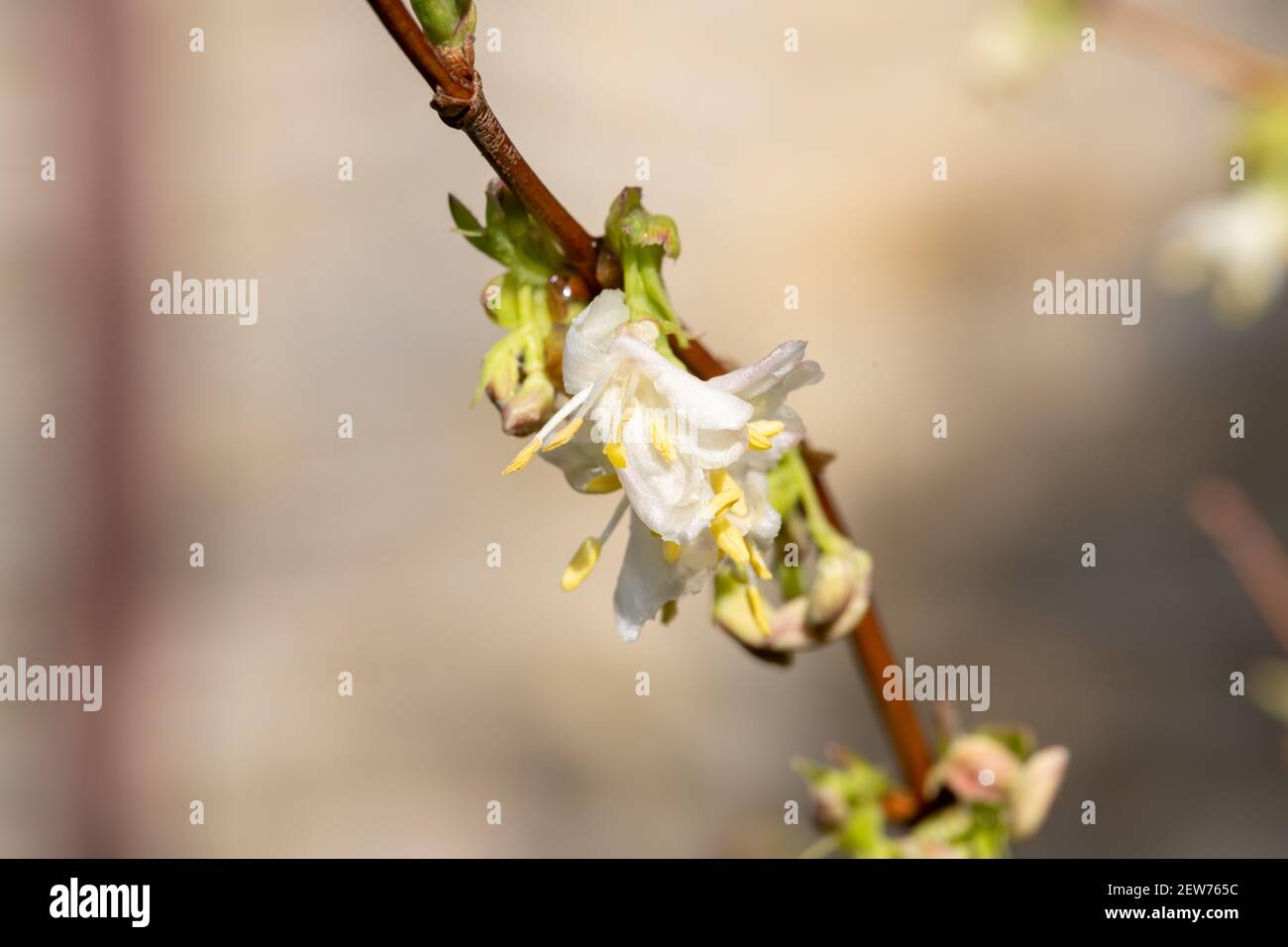 Lonicera x purpusii winter beauty hi-res stock photography and images ...