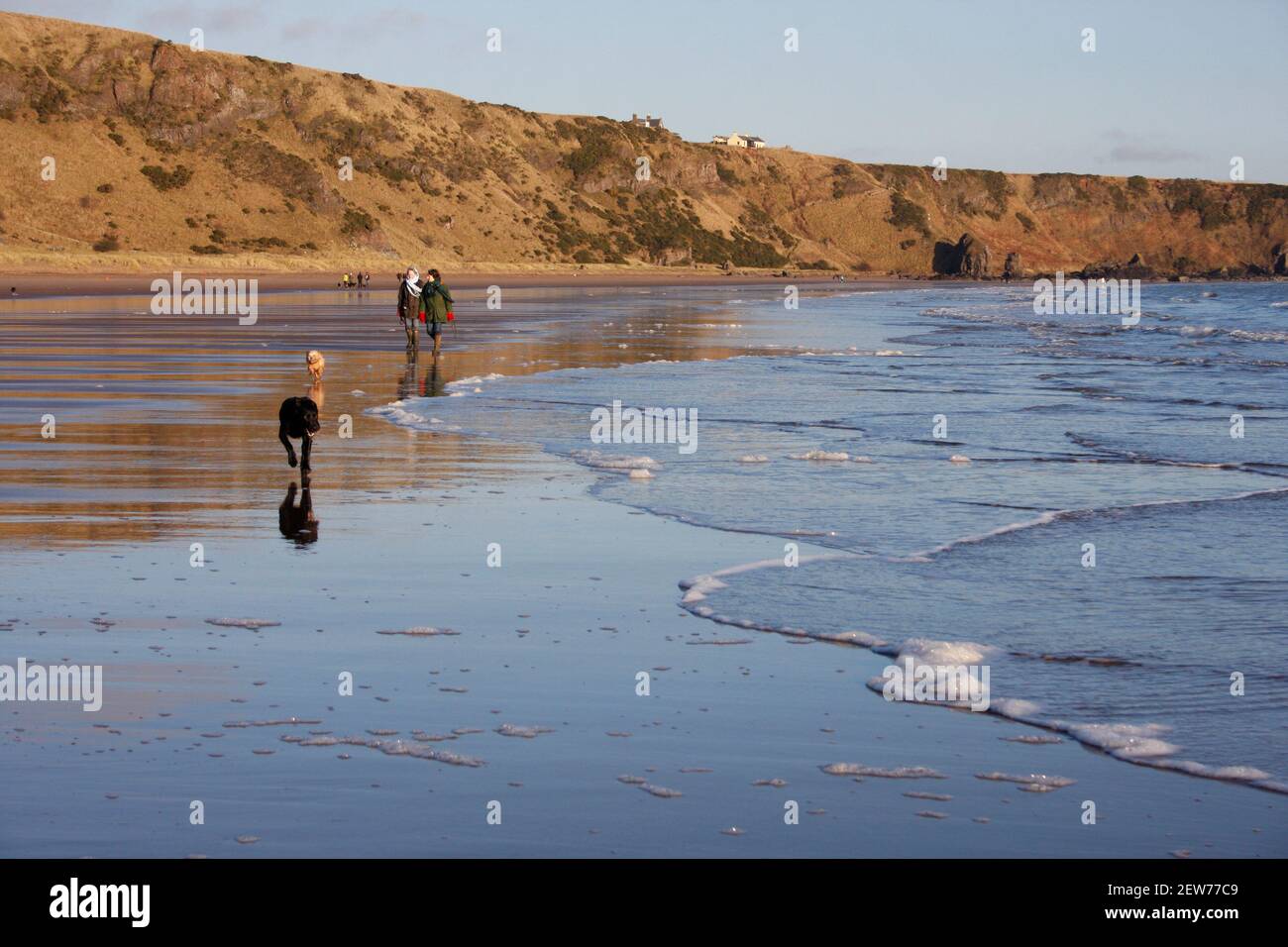 Woman walking her two dogs on beach hi-res stock photography and images ...