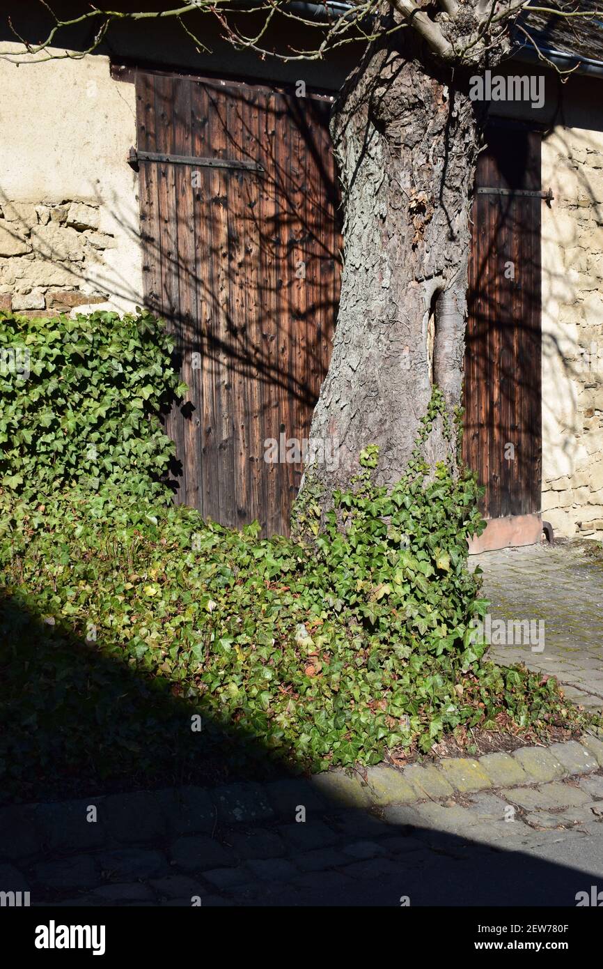 huge tree at a barn entry Stock Photo - Alamy
