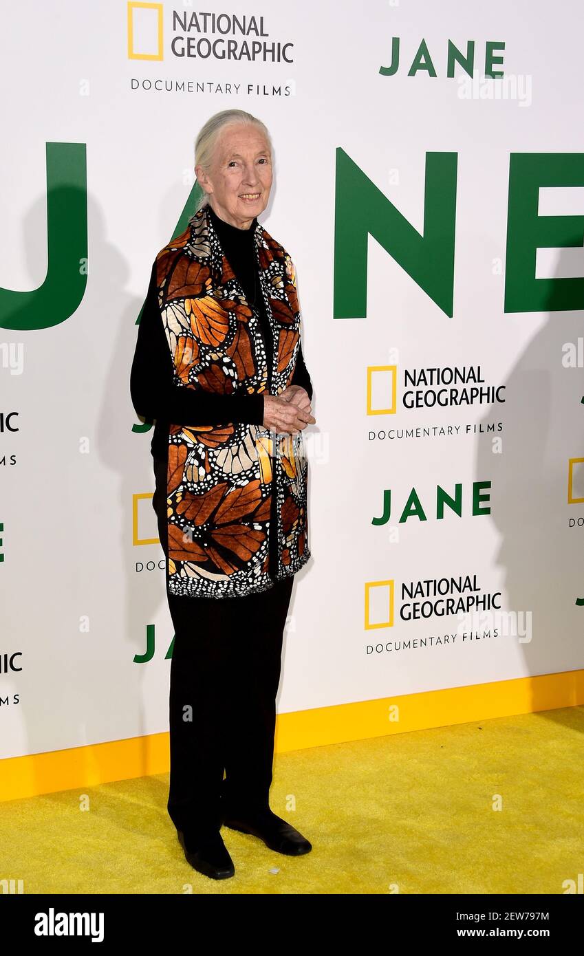 HOLLYWOOD - OCTOBER 9: Dr. Jane Goodall attends the Los Angeles ...