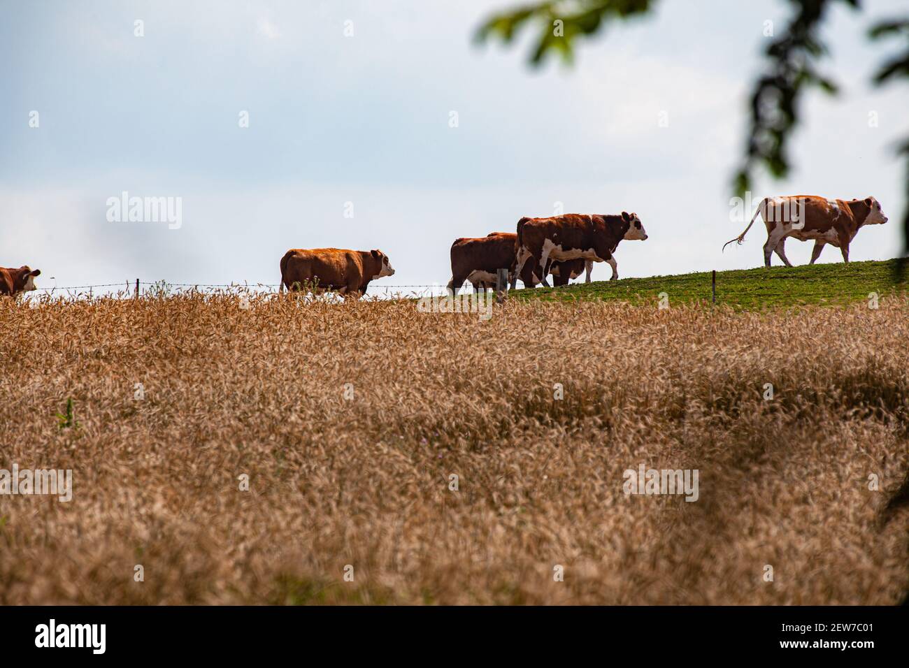 Cows on a Hill Stock Photo - Alamy