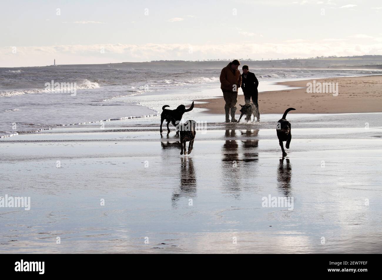 Couple walking dogs on the beach, St Cyrus National Nature Reserve ...
