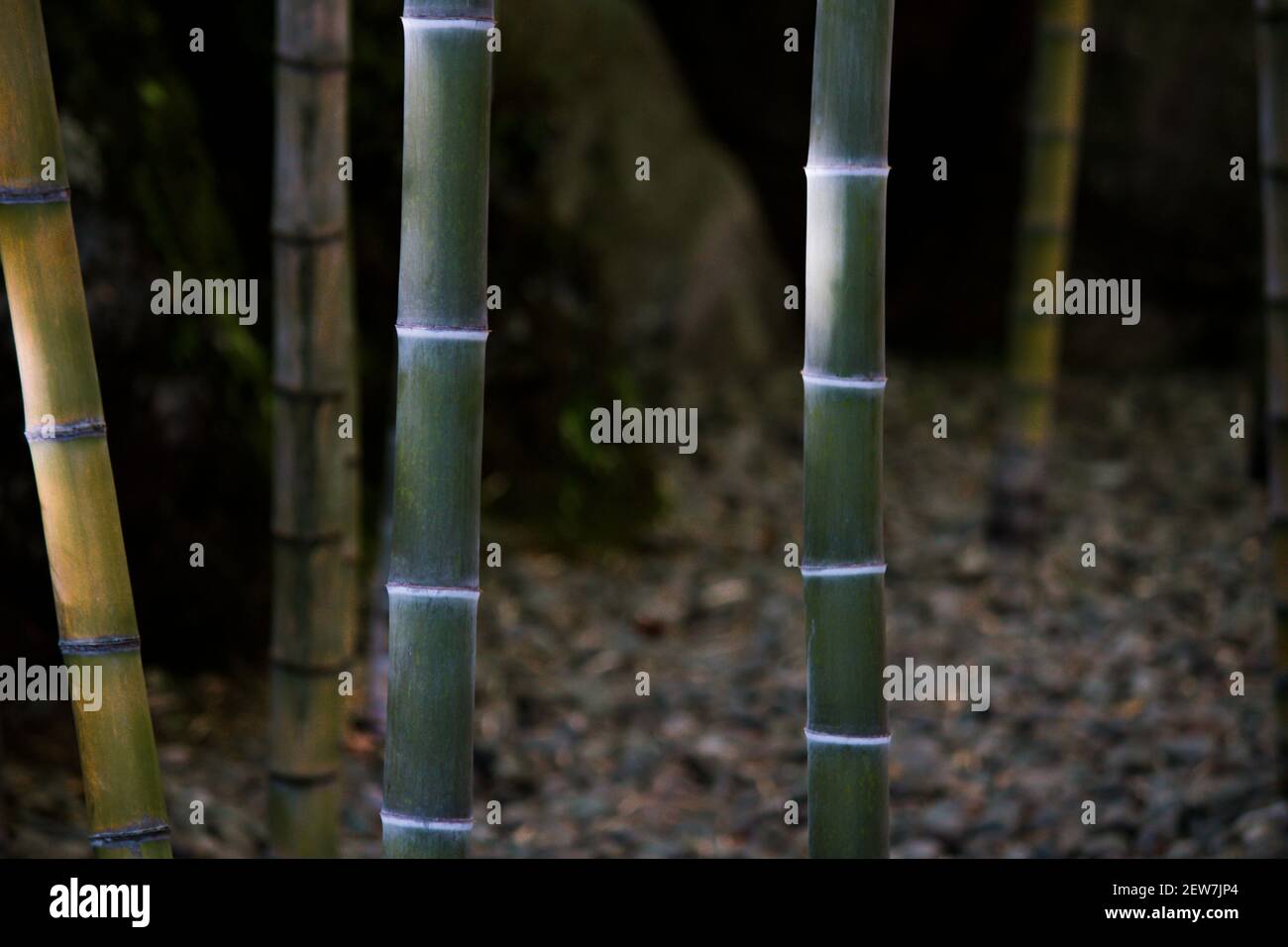 Beautiful japanese bamboo forest hi-res stock photography and images ...