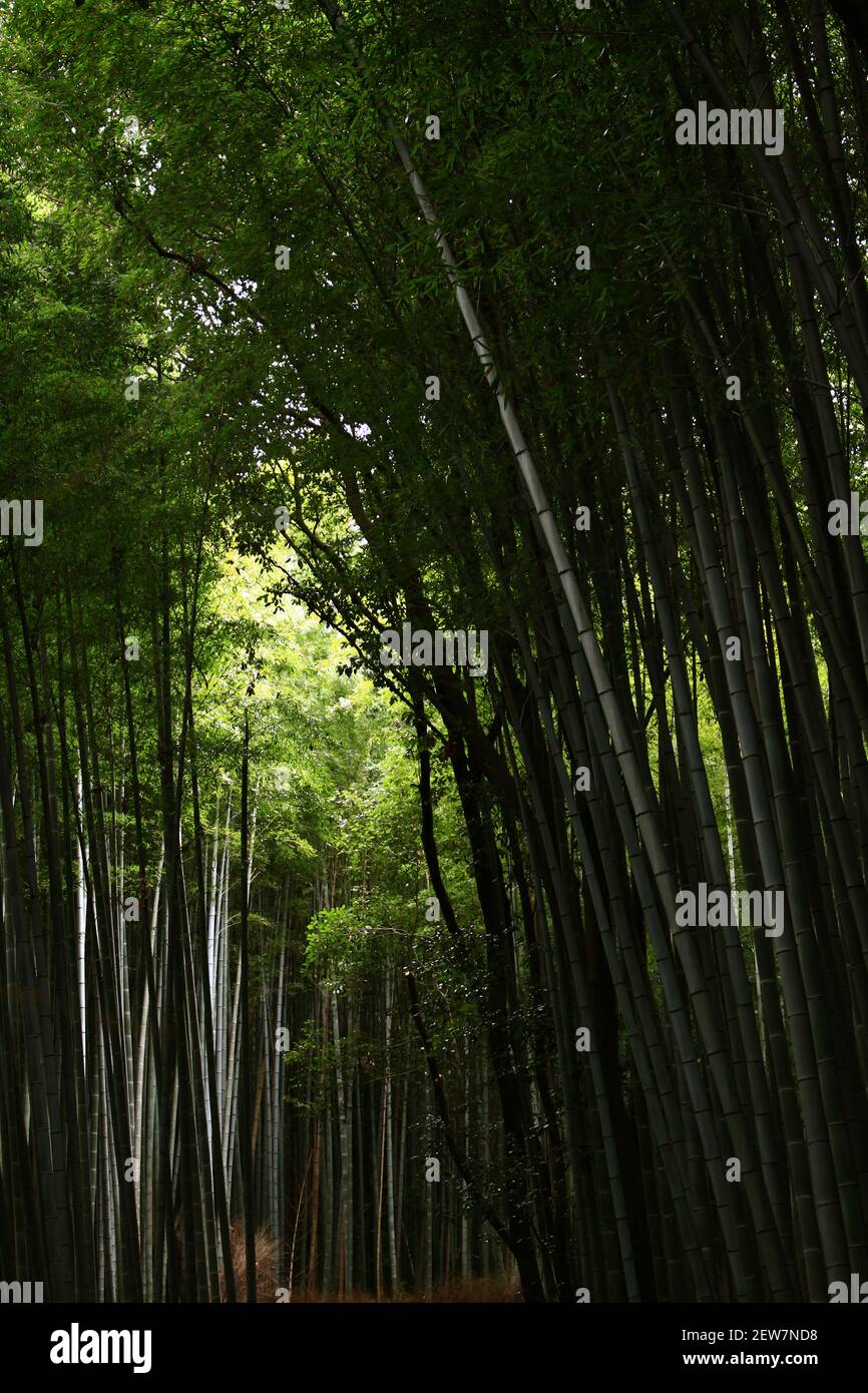 Bamboo Forest Path in Kyoto, Japan Stock Photo - Alamy