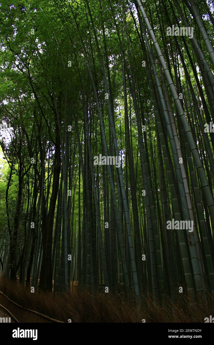 Bamboo Forest Path in Kyoto, Japan Stock Photo - Alamy