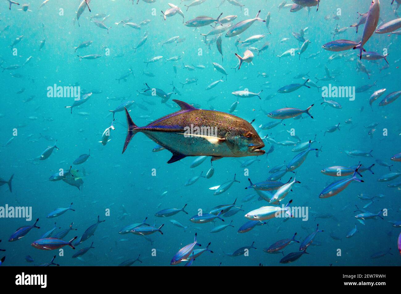 Tropical fish Bluefin Trevally, Caranx melampygus, surrounded by ...