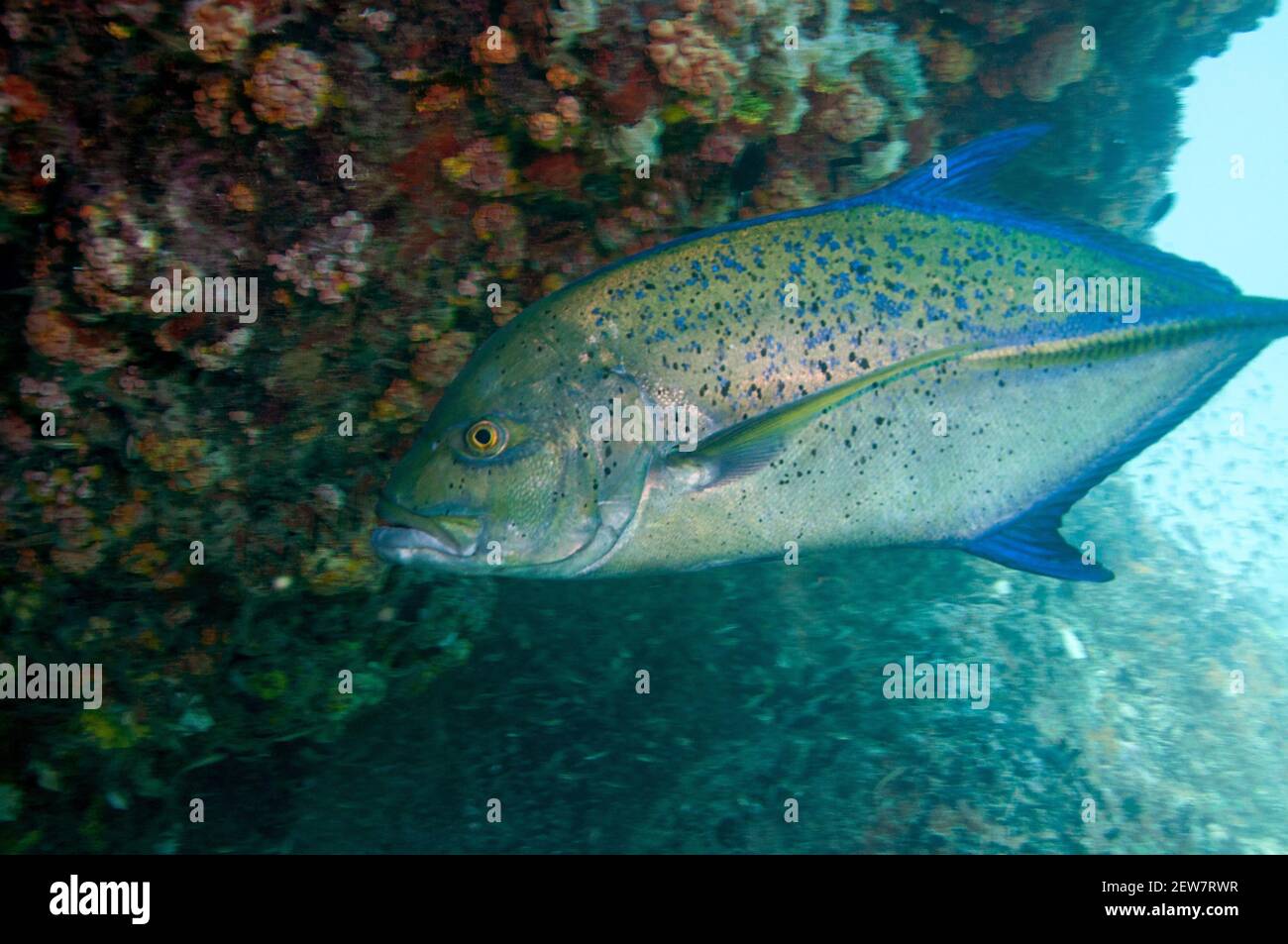 Tropical fish Bluefin Trevally, Caranx melampygus, Seychelles Stock ...