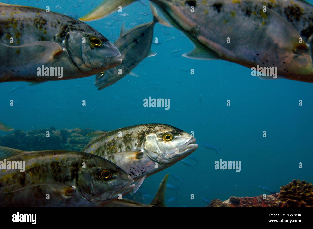 School of young Tropical fish Bluefin Trevally, Caranx melampygus ...