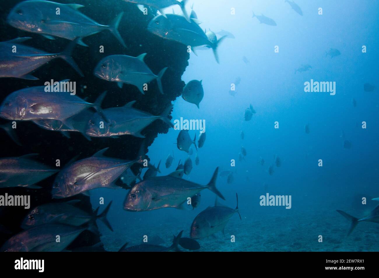 Giant Trevally, Caranx ignobilis, swimming around the reef. Seychelles ...