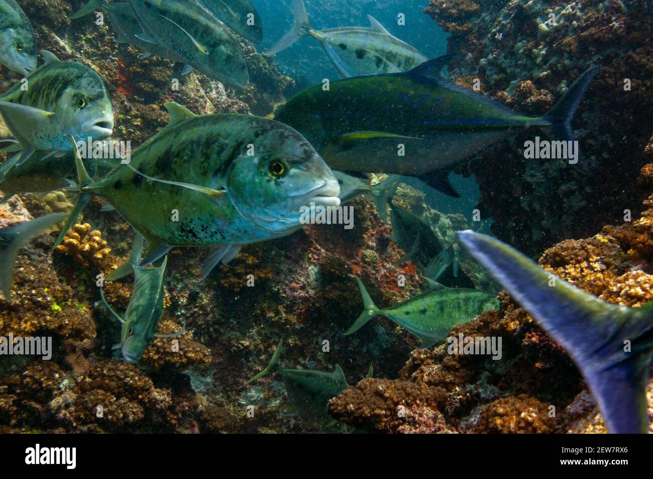 School of young Tropical fish Bluefin Trevally, Caranx melampygus ...