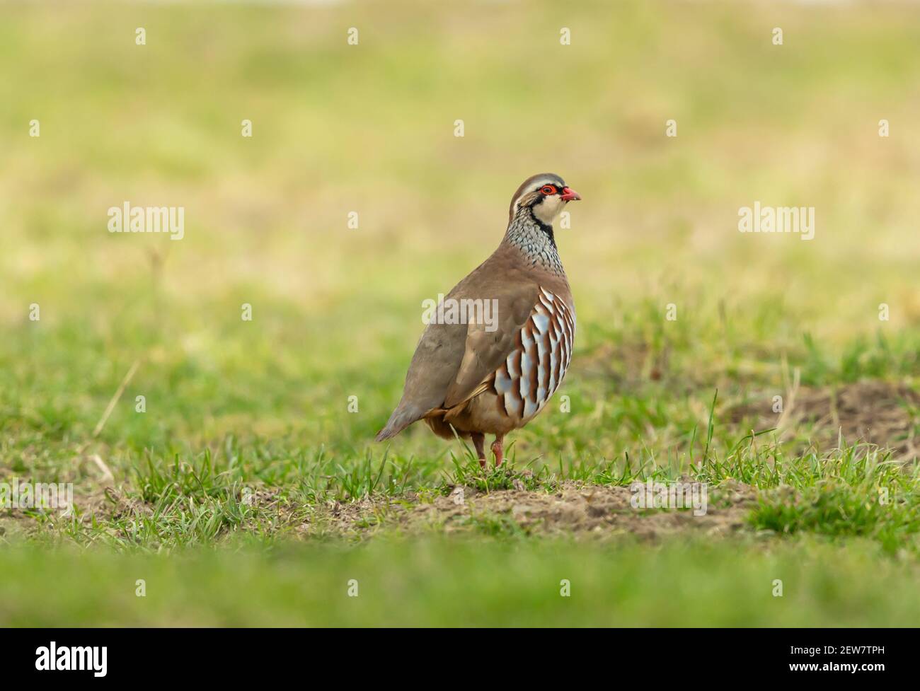Red legged partridge shooting hi-res stock photography and images - Alamy