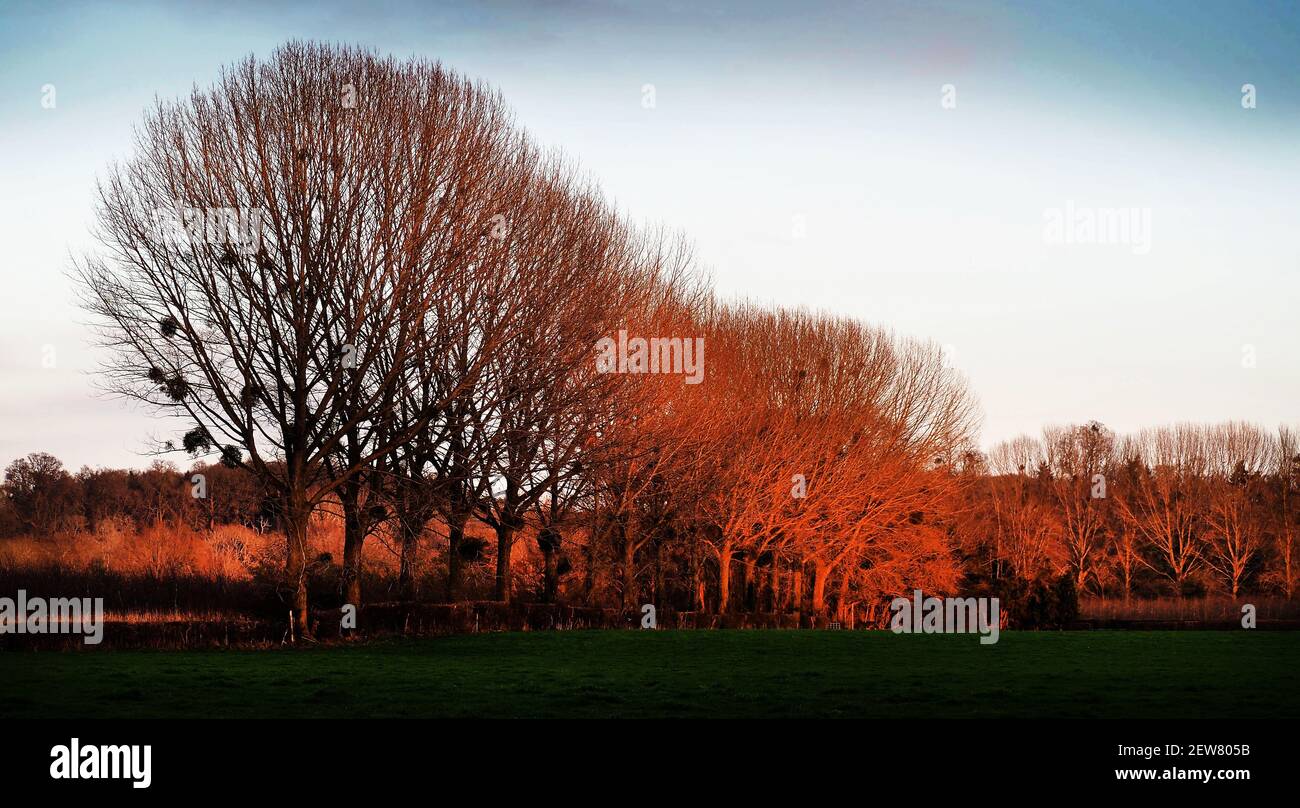 A low sun illuminates the reddish tinge of oak trees at Breinton ...