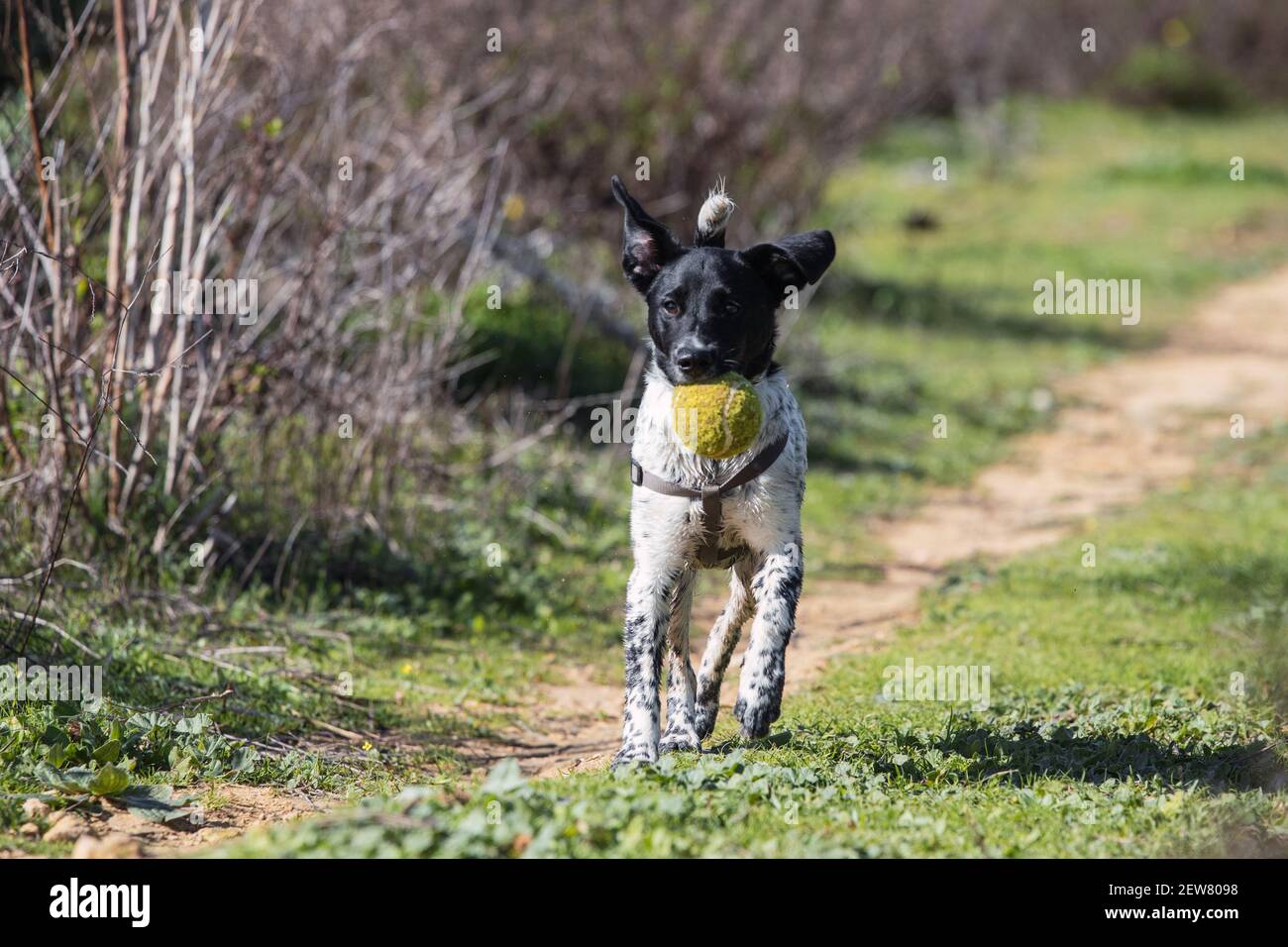Full body portrait of a young female spotted puppy playing with ball ...