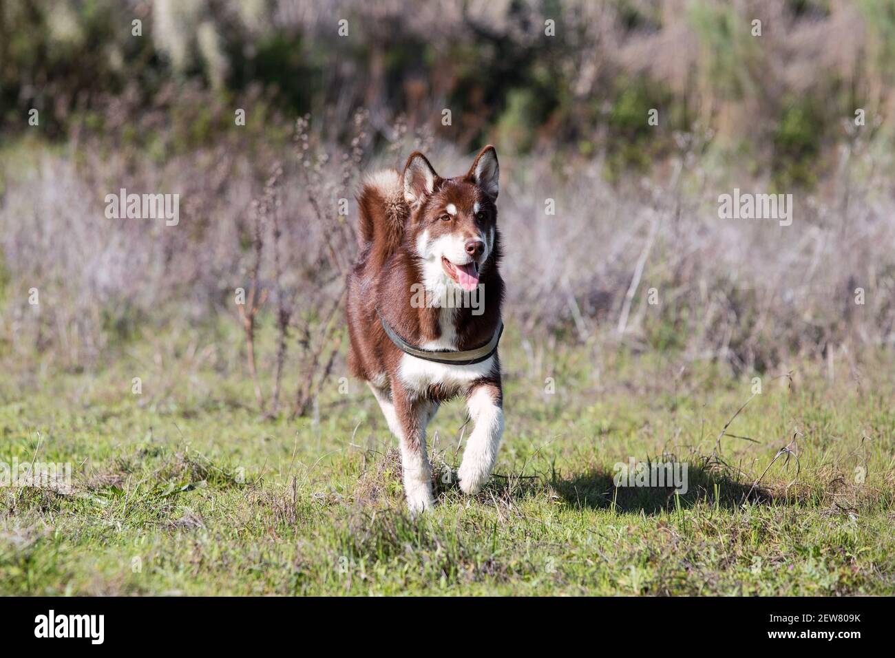 Full body portrait of a young brown male husky trotting on the grass ...