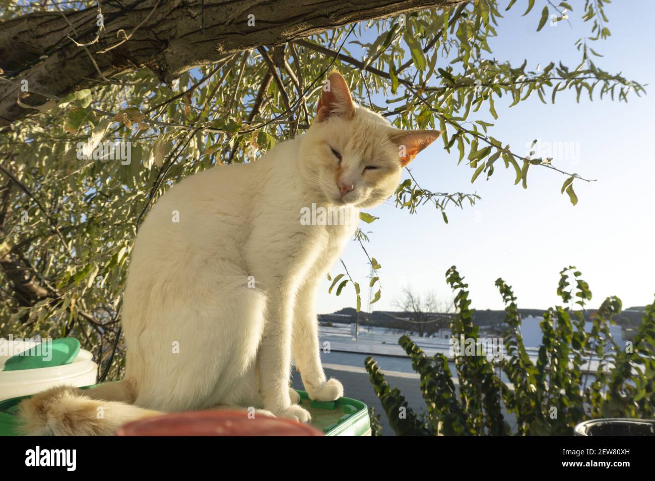 Red point siamese hi-res stock photography and images - Alamy