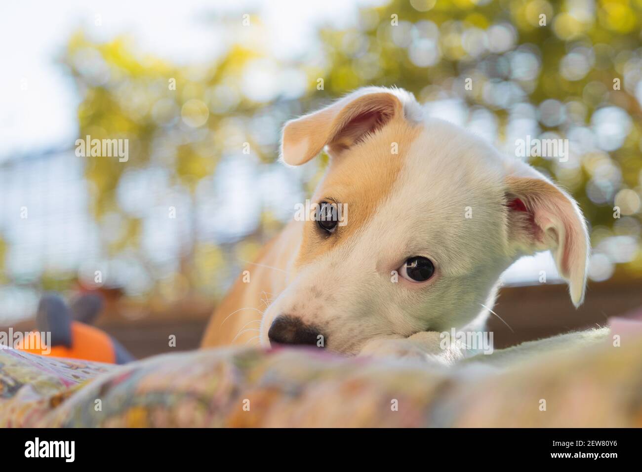 Close up portrait of a female mixed dog puppy biting a toy on the ...