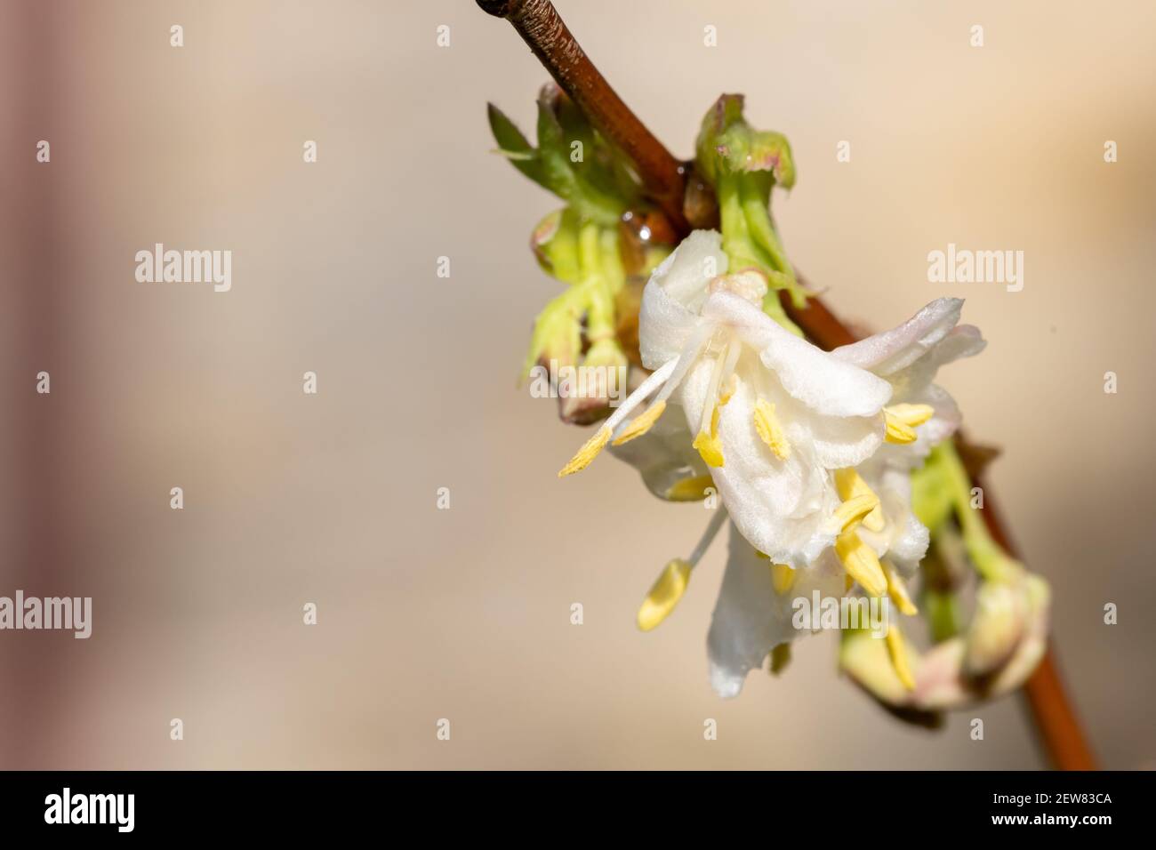 Lonicera x purpusii winter beauty hi-res stock photography and images ...