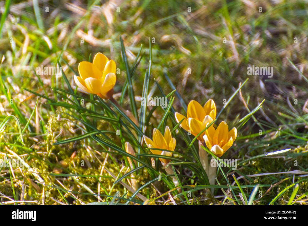 Crocus flavus, known as yellow crocus Stock Photo - Alamy