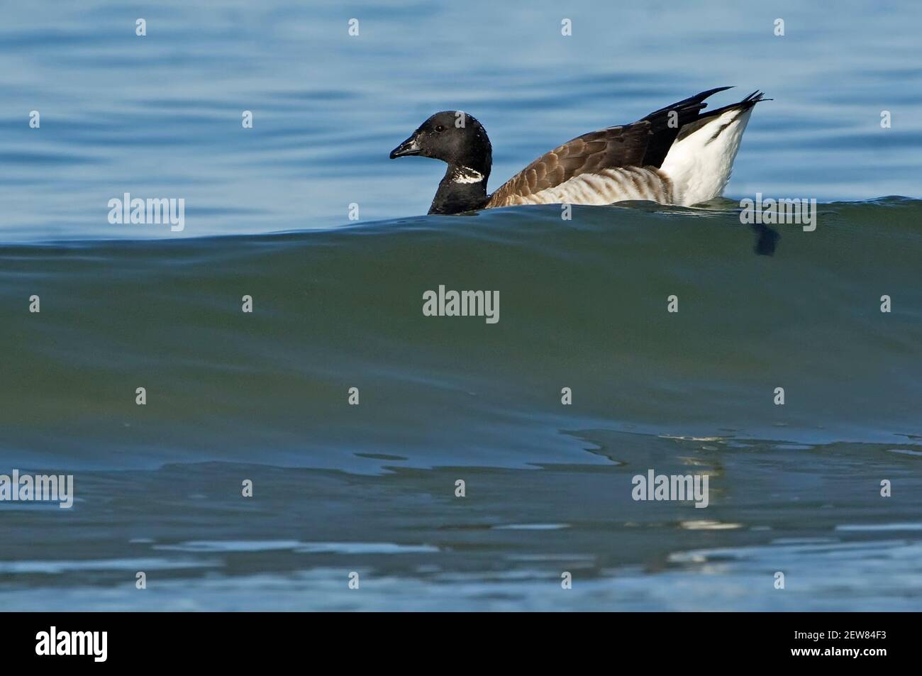 Goose swim hi-res stock photography and images - Alamy