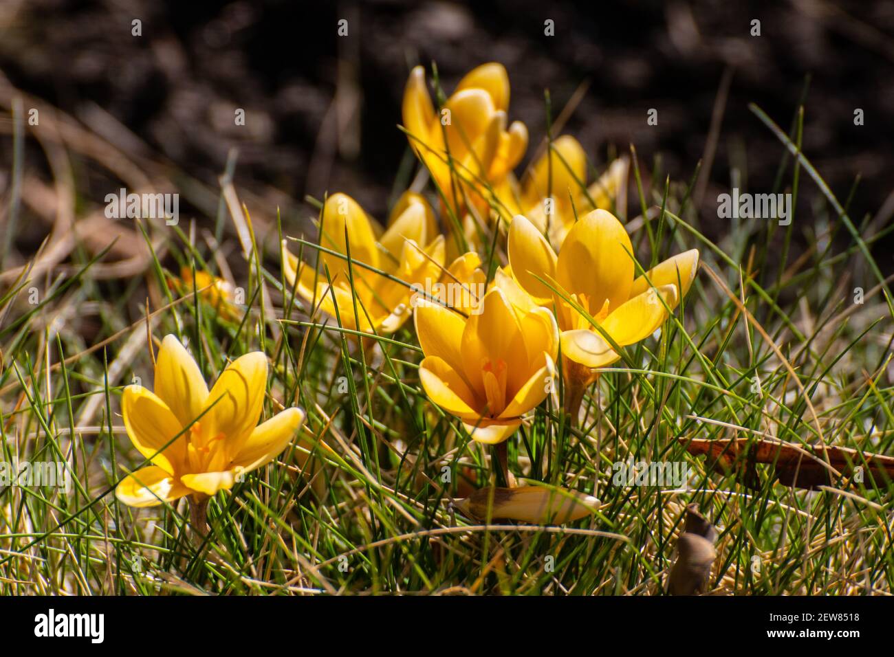 Crocus flavus, known as yellow crocus Stock Photo - Alamy