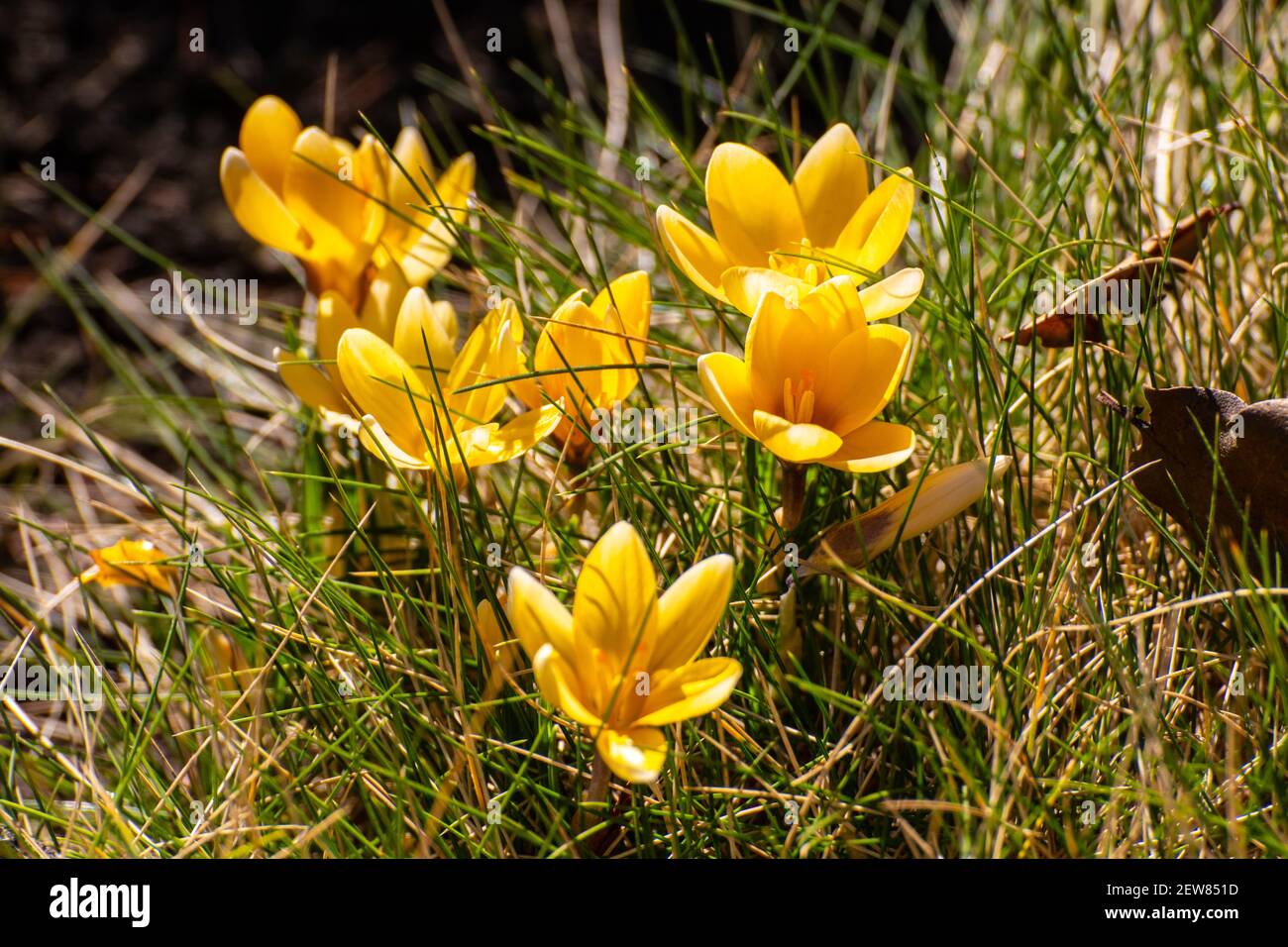 Crocus flavus, known as yellow crocus Stock Photo - Alamy