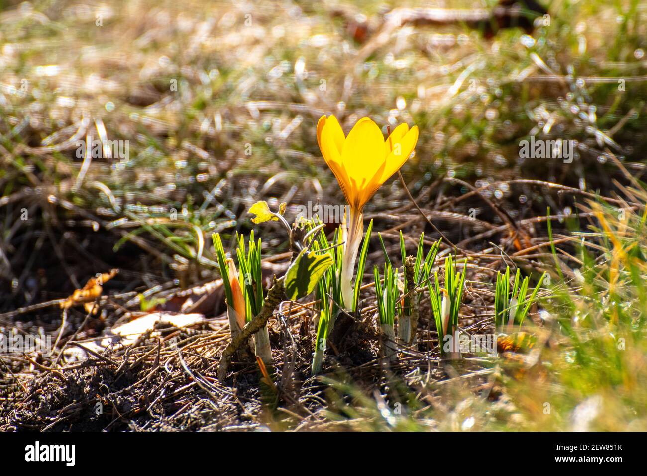 Crocus flavus, known as yellow crocus Stock Photo - Alamy