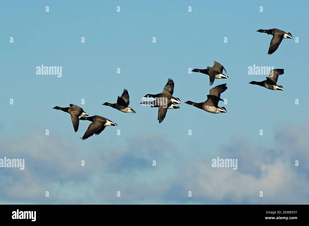 Flock brent geese flying hi-res stock photography and images - Alamy