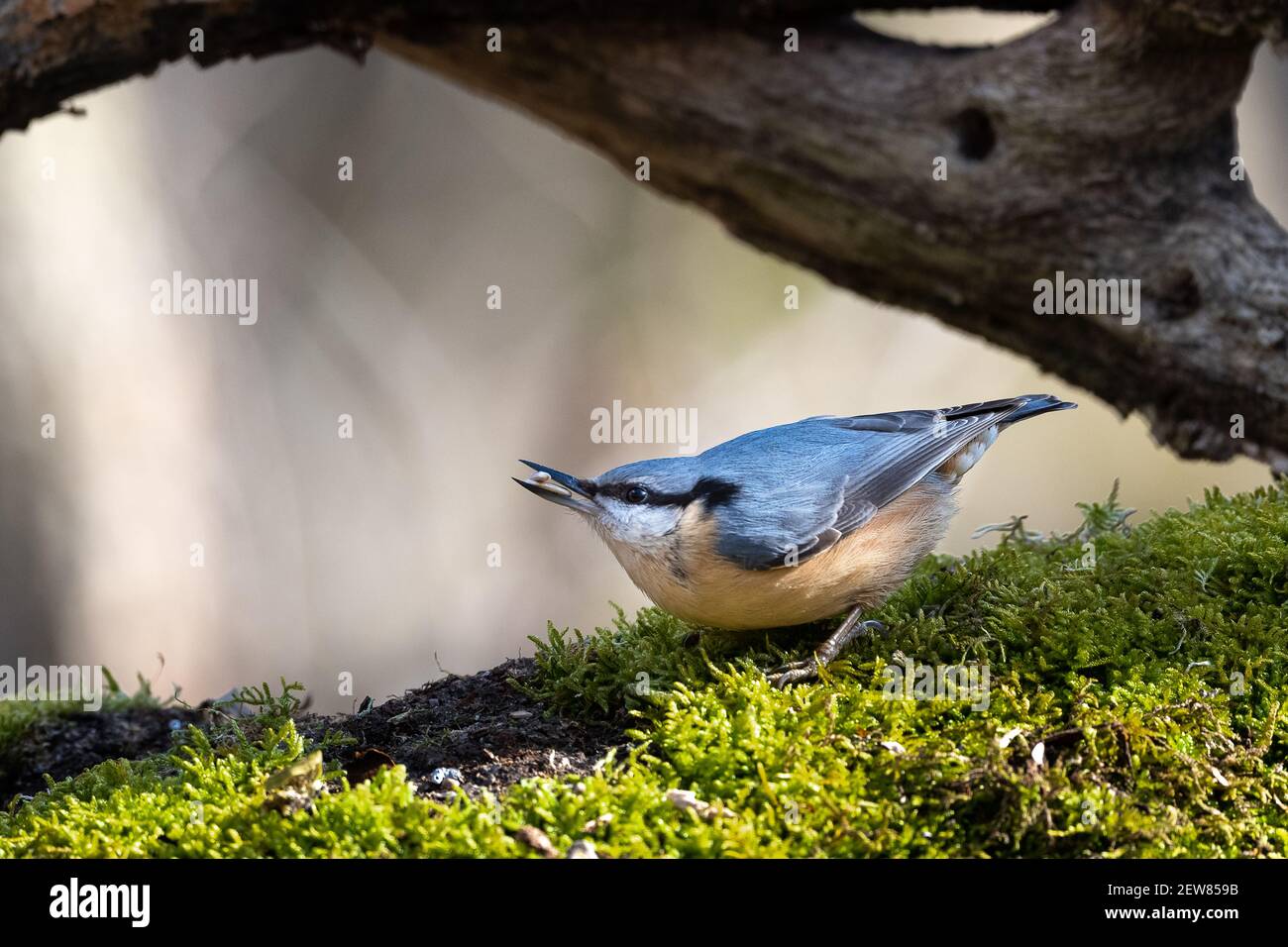 Eurasian nuthatch (Sitta europaea) or wood nuthatch Stock Photo - Alamy