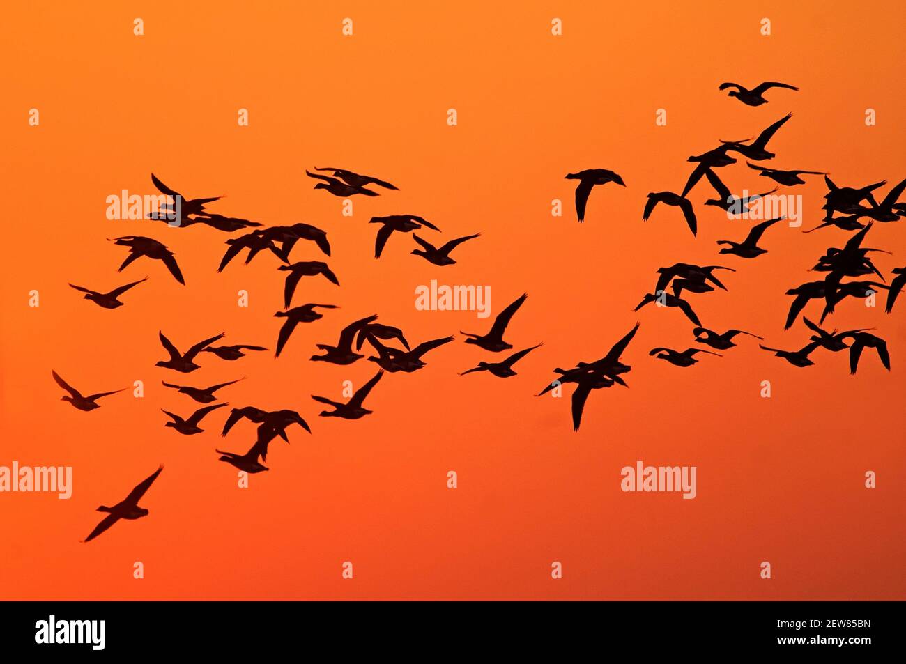 Scenic silhouettes hi-res stock photography and images - Alamy