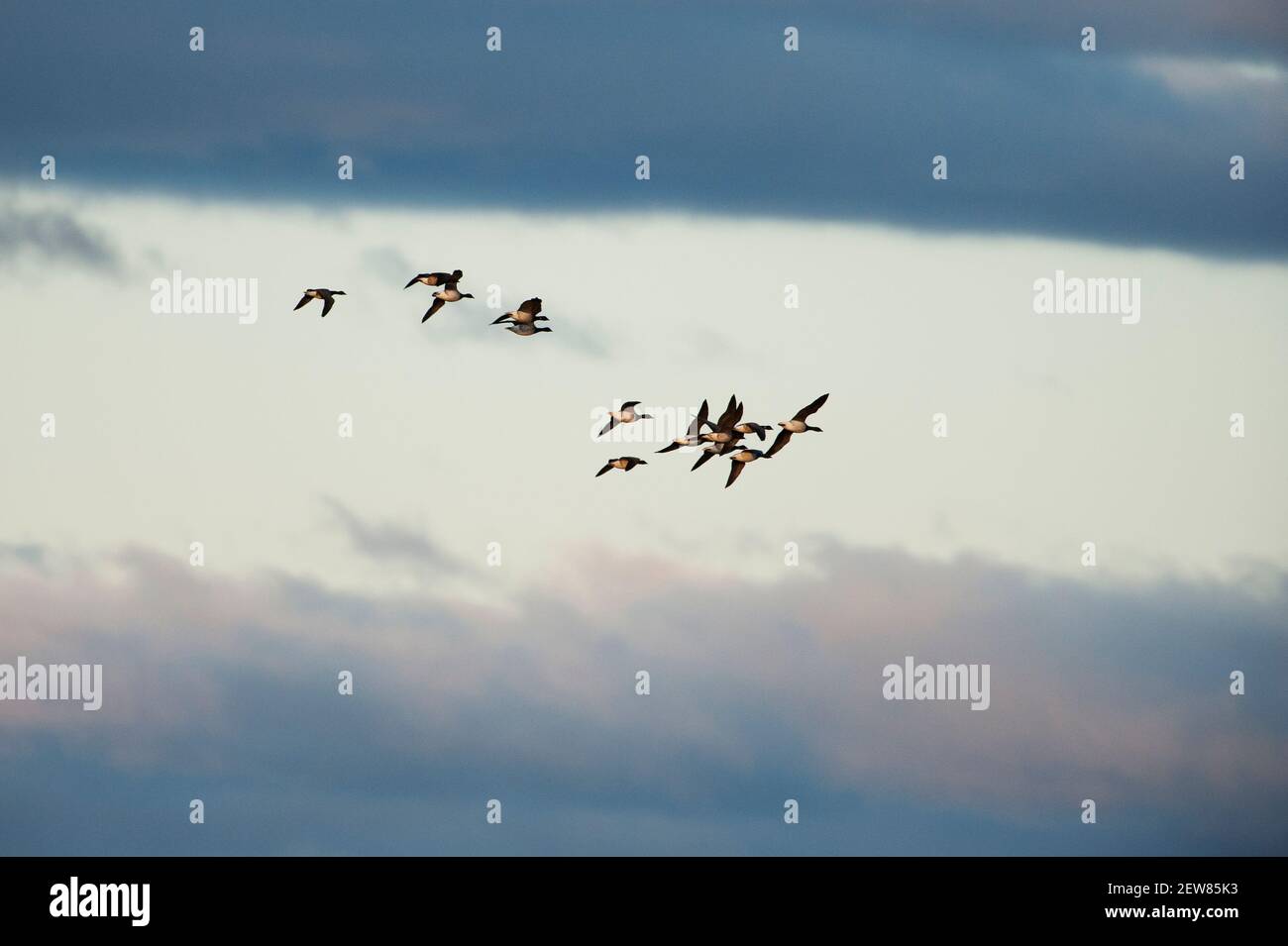 Brant flock flight scenic Stock Photo - Alamy