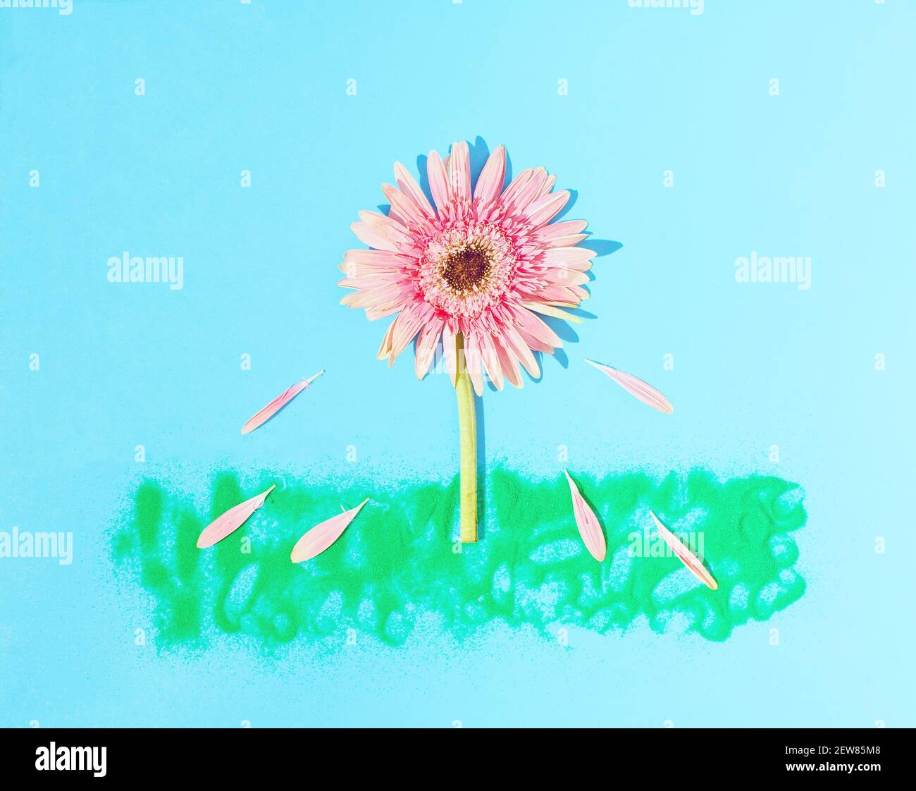 A pink Gerbera flower growing from green grass, fallen petals around ...