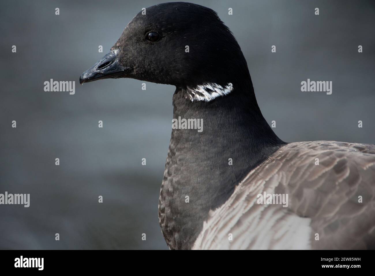Brant goose atlantic brant hi-res stock photography and images - Alamy
